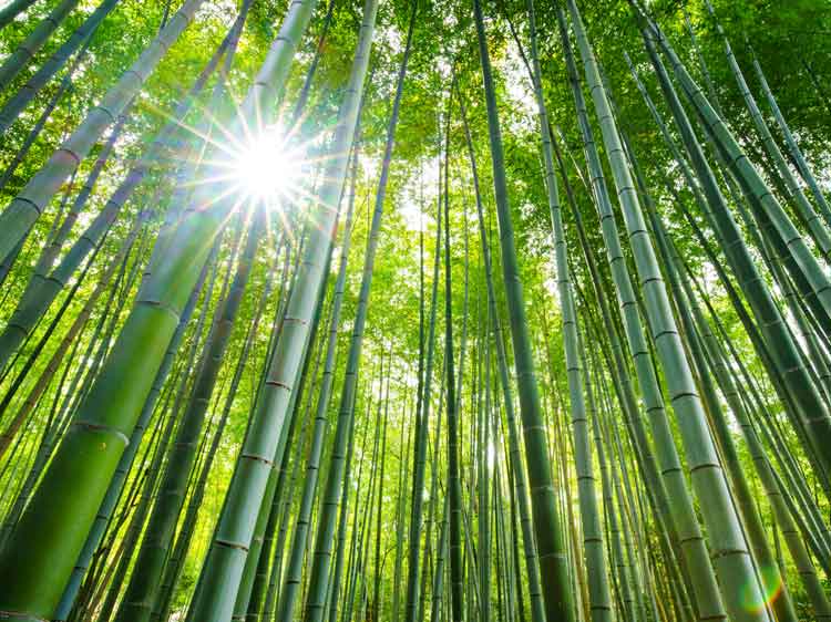 Bamboo – Totally Bamboo