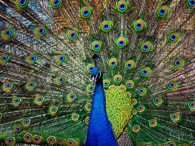 Mumbai Collection – Totally Bamboo