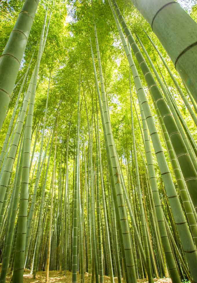 Salt Cellars – Totally Bamboo