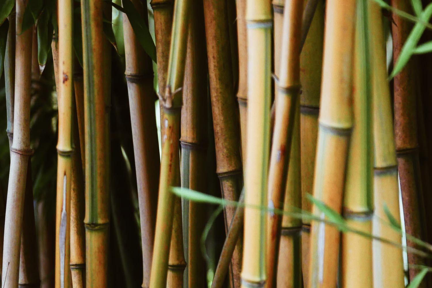 About Totally Bamboo | Product Innovation and Craftsmanship